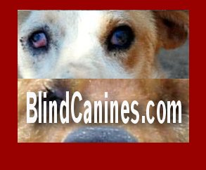 Blind Canines - Blind dogs with sight impairment